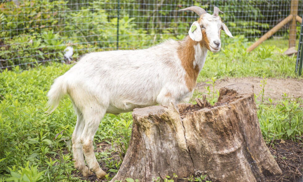 Cedar Springs Farm - North Carolina Kiko Goats – Cedar Springs Farm