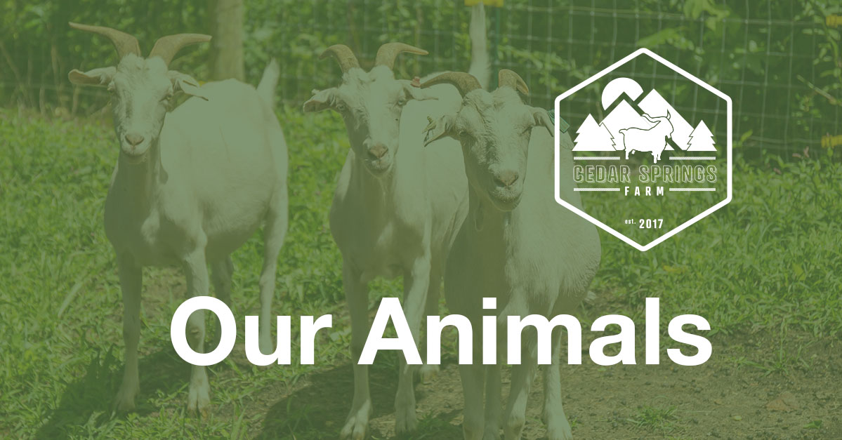 Our Animals – Cedar Springs Farm